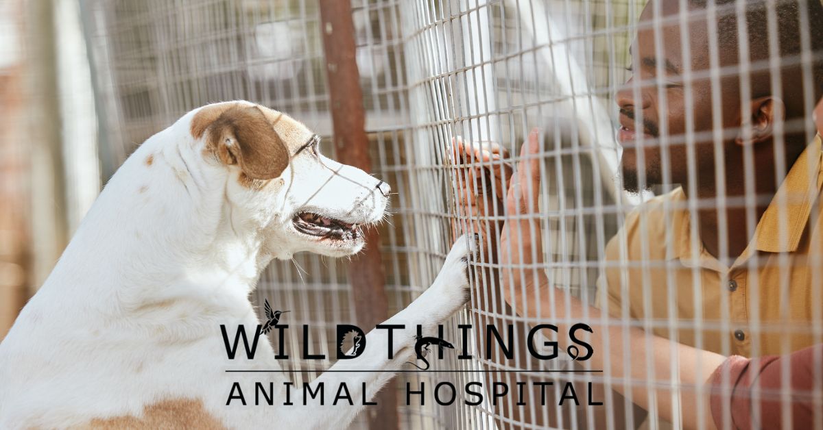 “Celebrating Adopt a Shelter Dog Month: A Heartwarming Guide to ...